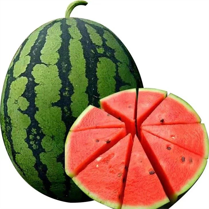 Single Watermelon Seed
